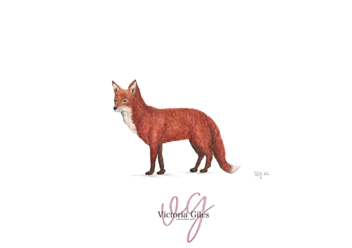 'The Curious' Fox Print | Mysite