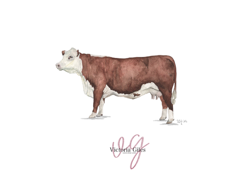 'Gigi' the Hereford Cow Print | Mysite