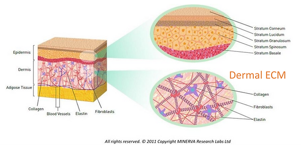 Elastin Skin Lab Promotion
