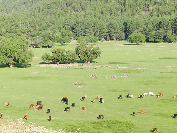 Discover Gila County | Star Valley, Arizona