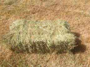Grass Hay Bale (rye) - maximum 2 bales/order | grainstore