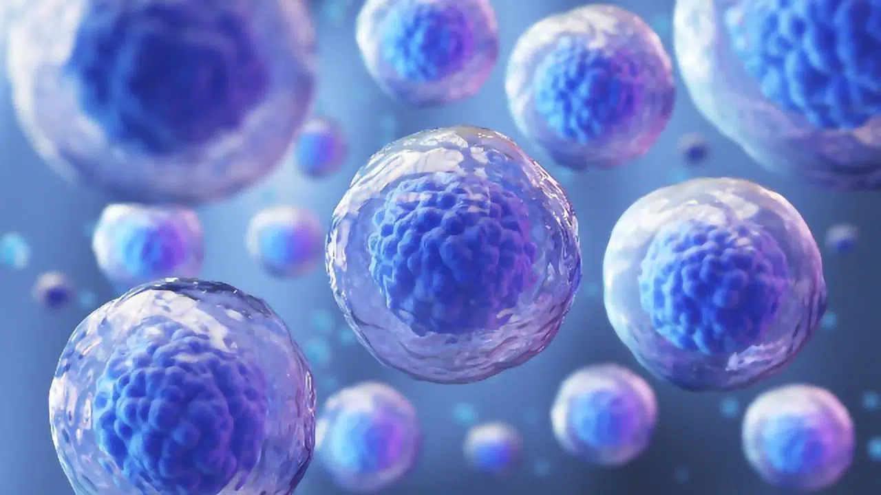 Stem Cells Explained | RHC