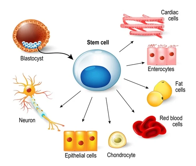 Stem Cells Explained | RHC