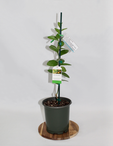 Thornless Mexican Lime"Key Lime" (1gal) | L&F Citrus Growers