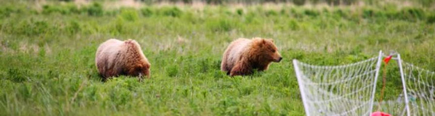 Wildlife-fencing | United States | High Country Ag Marketing, Inc.