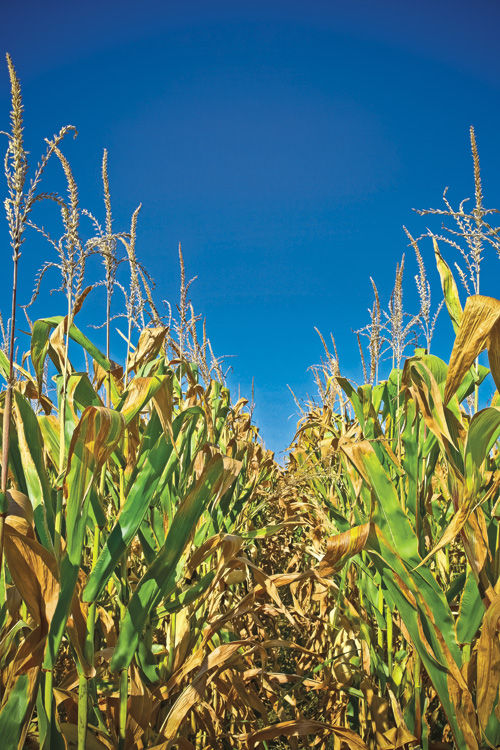 Atrazine: Widely used and controversial herbicide