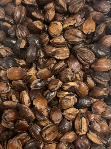 Mugicha - Japanese Barley | Tea Cozy