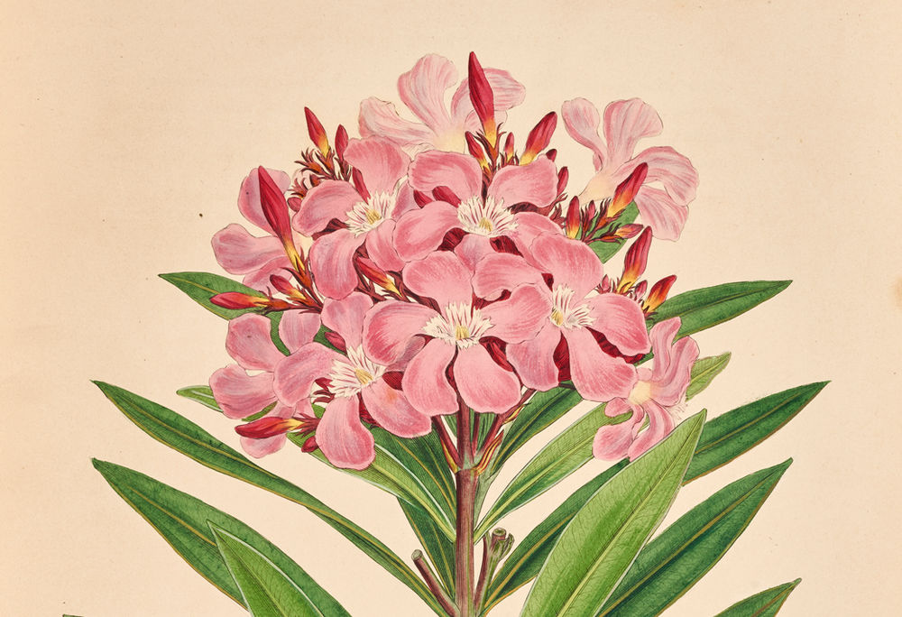 A Monumental Botanical Bible of Greece: THE FLORA GRAECA