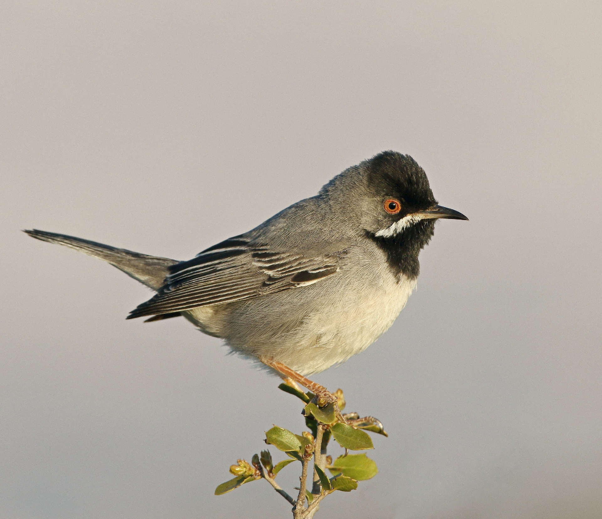 THE BIRDS OF GREECE | Portes Magazine