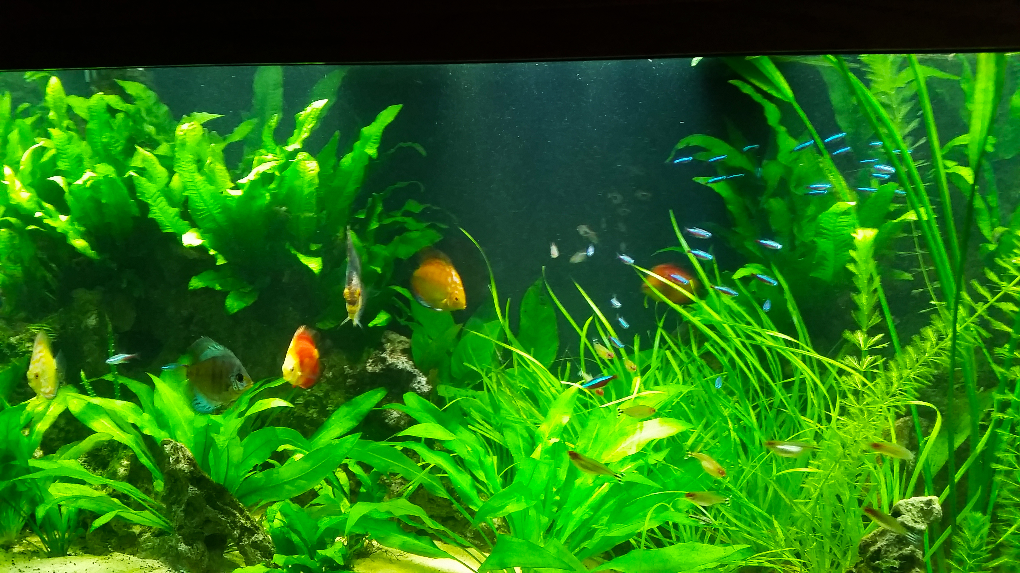 Freshwater Aquarium Gallery | aquaterra environments