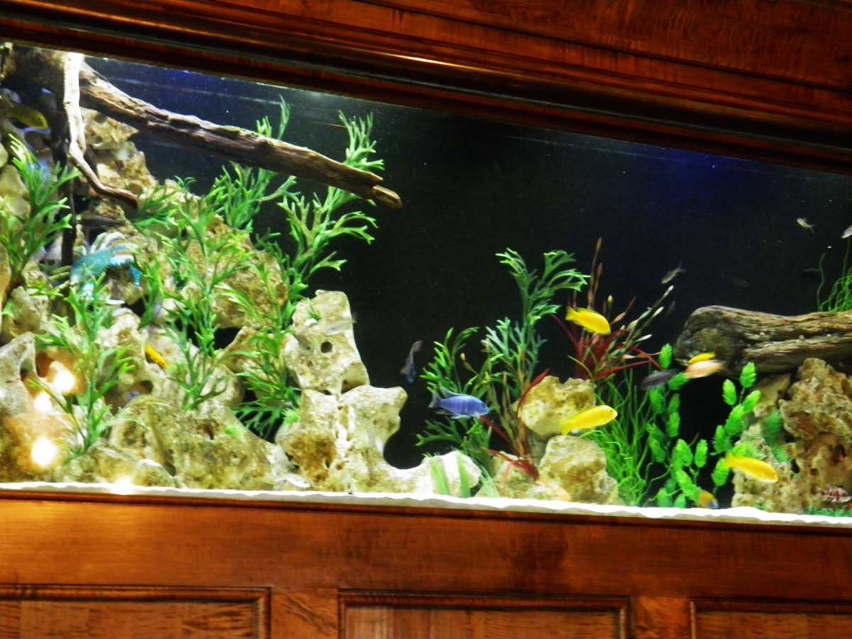 Freshwater Aquarium Gallery | aquaterra environments
