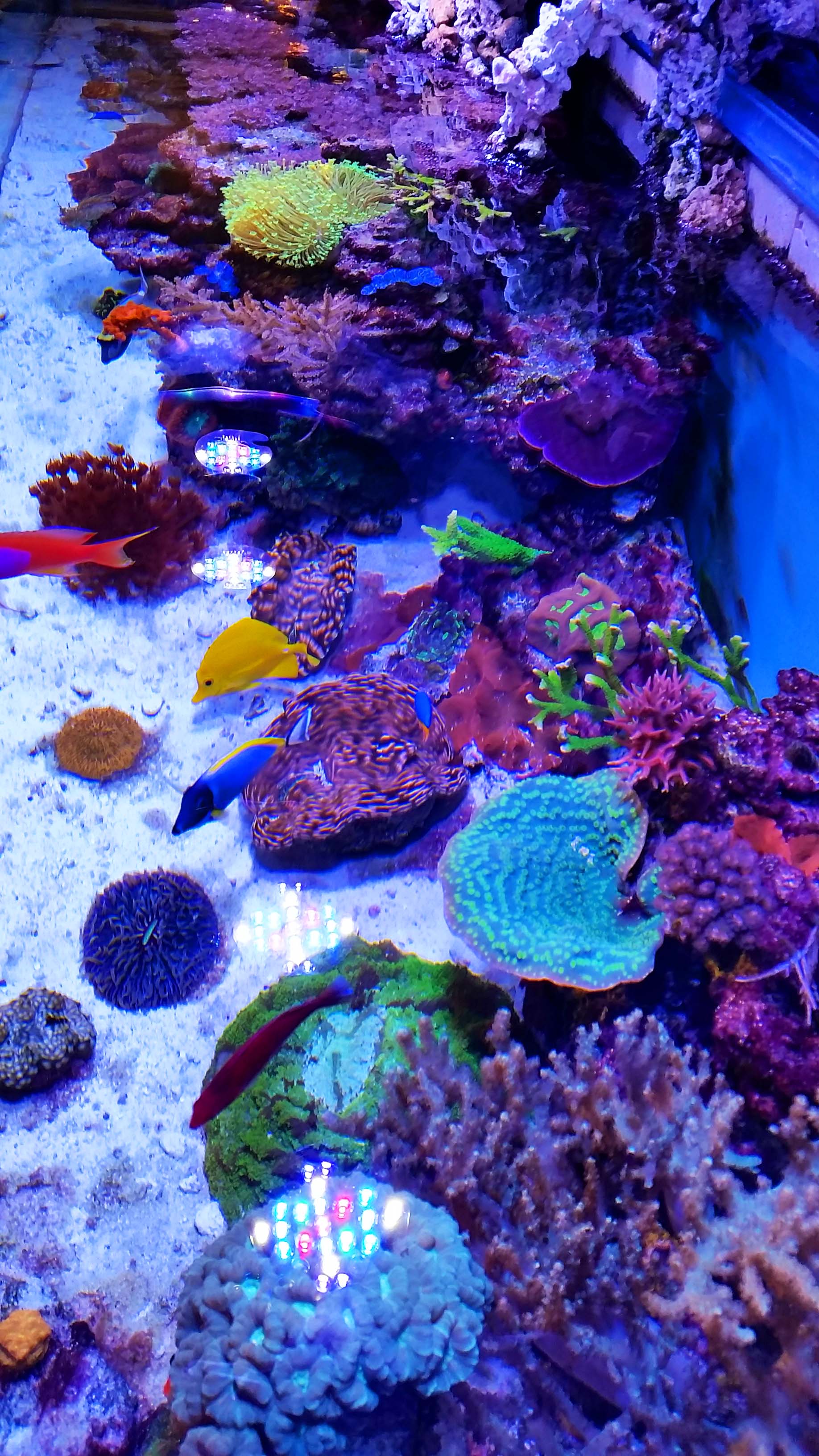 Aquarium Gallery | aquaterra environments