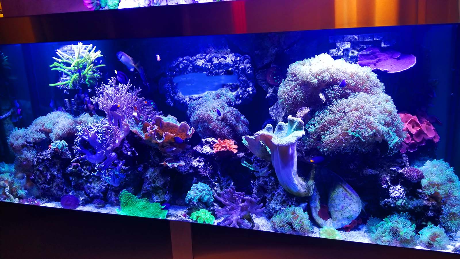 Aquarium Gallery | aquaterra environments