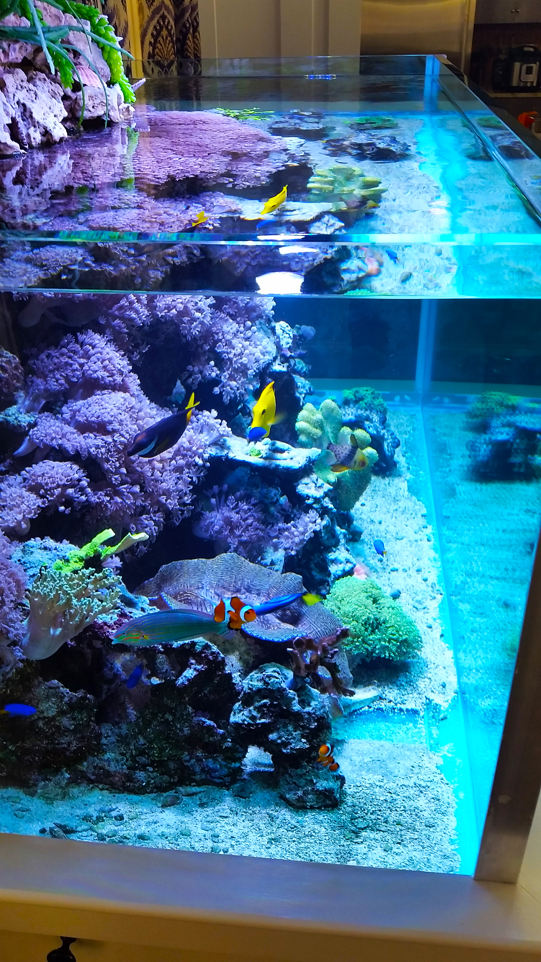 Aquarium Gallery | aquaterra environments