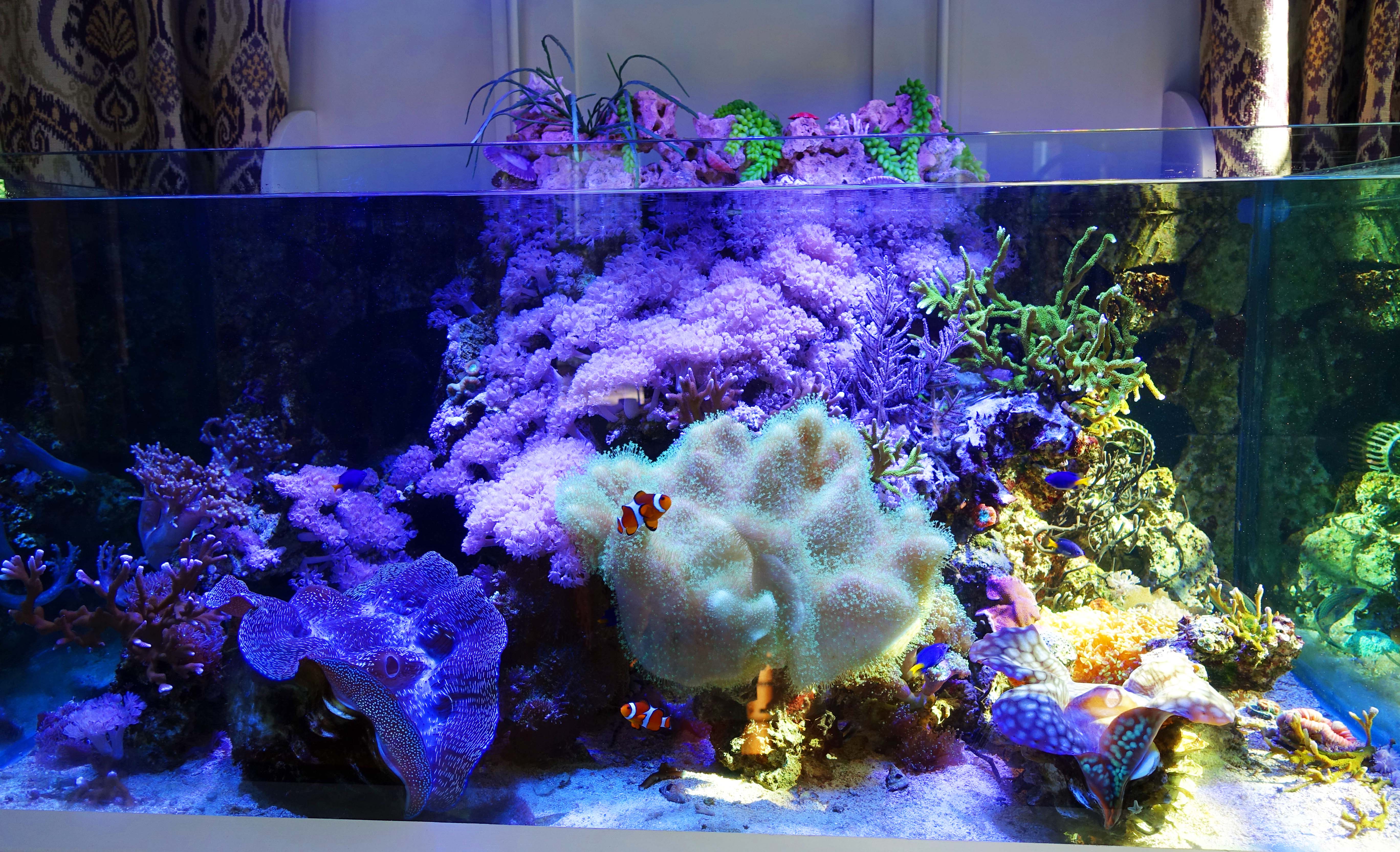 Aquarium Gallery | aquaterra environments