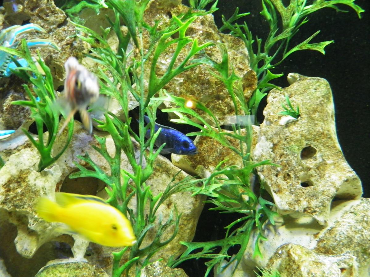 Freshwater Aquarium Gallery | aquaterra environments