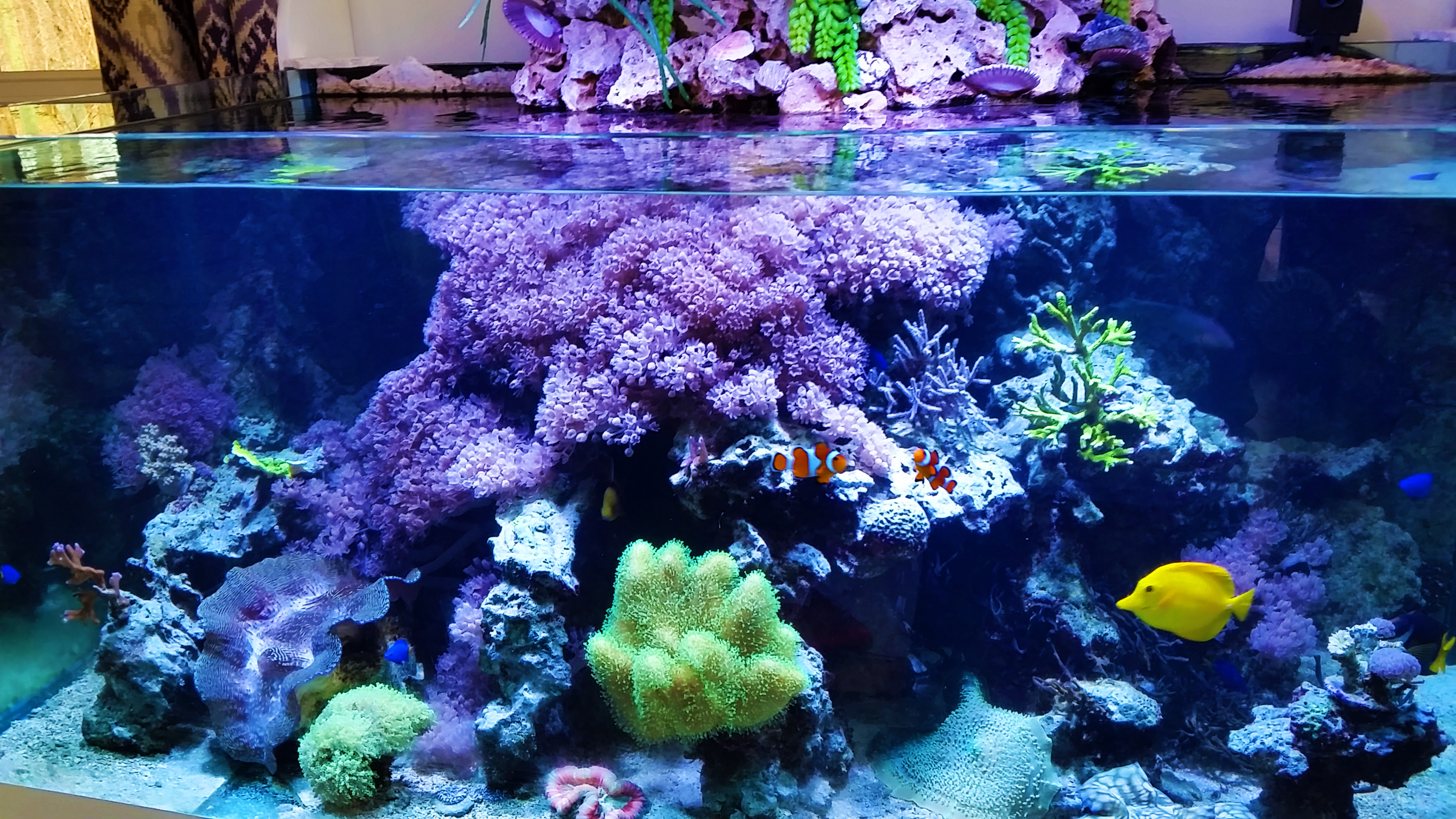 Aquarium Gallery | aquaterra environments