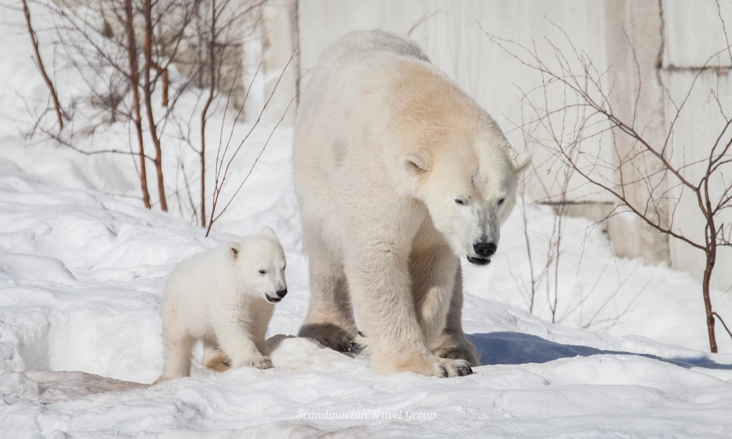 Arctic Animals and Zoo