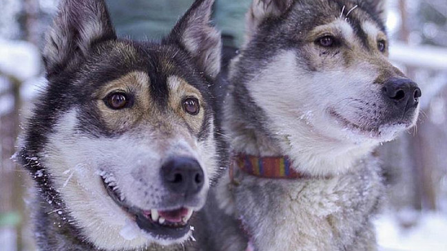 Self-Guided Husky Safari 10 km in Levi