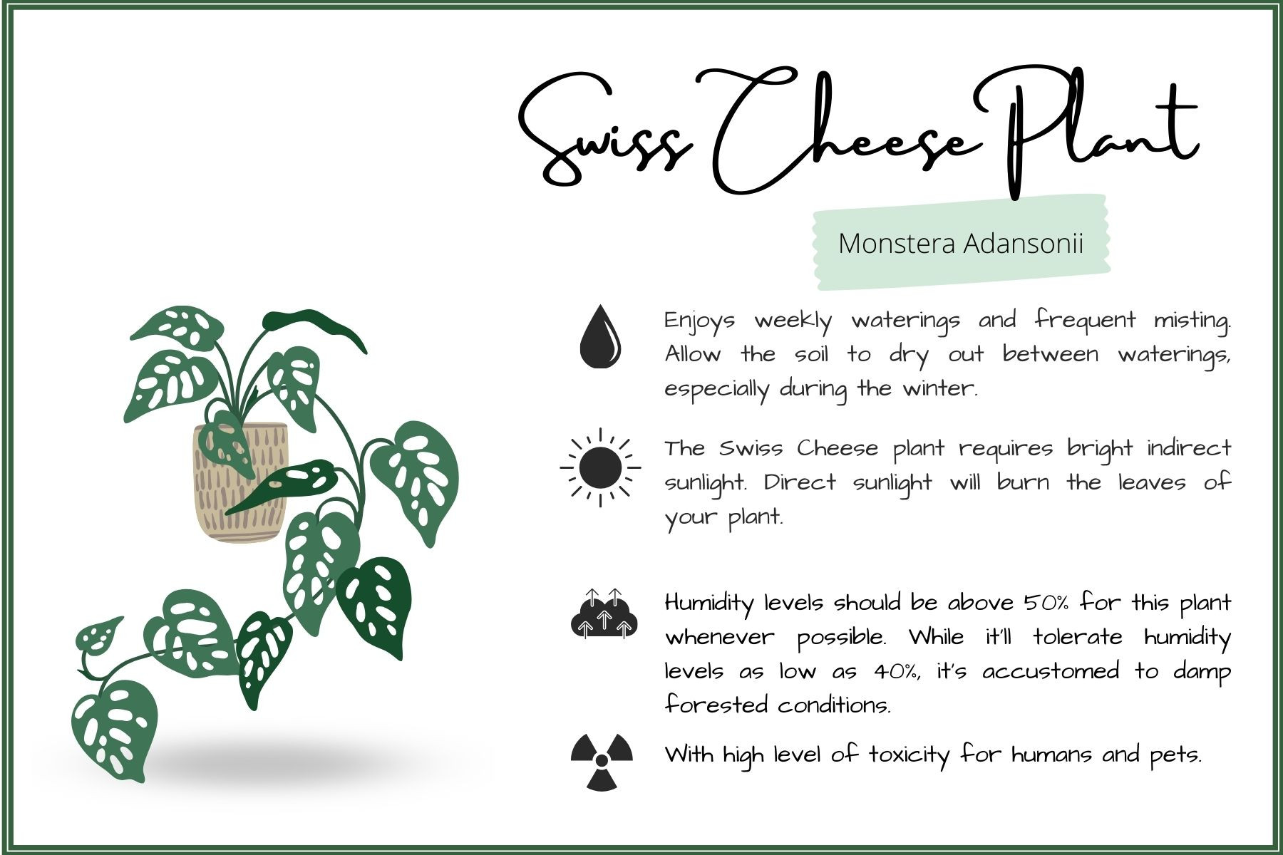 pure.roots | plant care 101: swiss cheese plant
