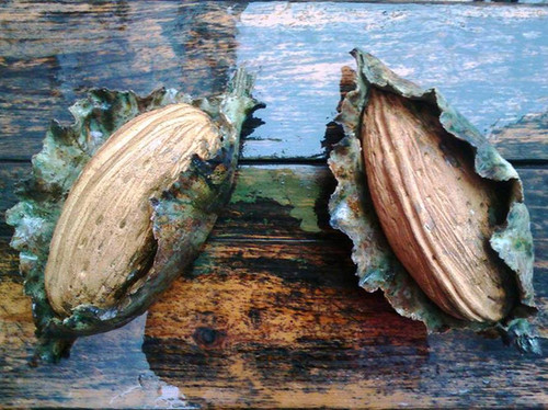 Giant Almond | bongard