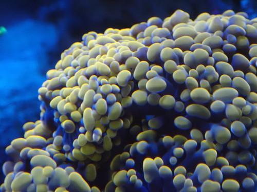 ROSE GOLD HAMMER (Branching) (LPS) | CollectiveCorals