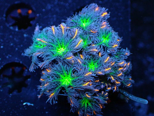 WYSIWYG PAPAYA CLOVE/XMAS CLOVES/FIREWORK CLOVES (LPS) | CollectiveCorals