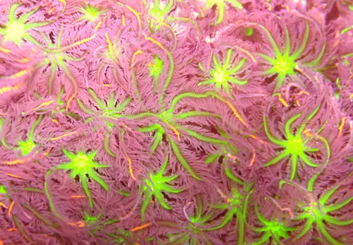 PAPAYA CLOVE/XMAS CLOVES/FIREWORK CLOVES (LPS) | CollectiveCorals