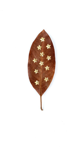 Leaf of stars | Yael Sapir