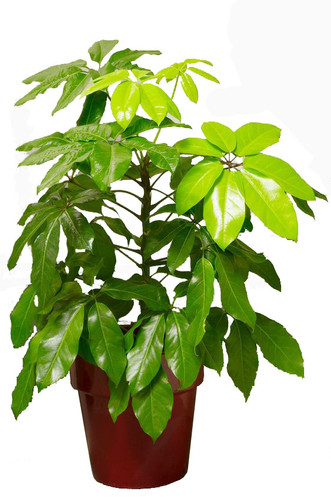 Chiflera Gigante | Gardenhouse