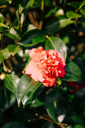 Unveiling the Power of Anaar Leaf: A Natural Marvel for Health and Wellness