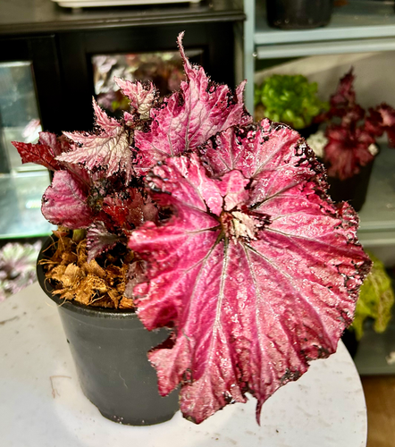 Begonia Raspberry Crush 🍇 | Winegarden’s Plants