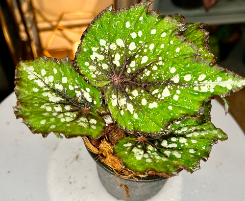 Begonia Forest Stream 🏞️ | Winegarden’s Plants