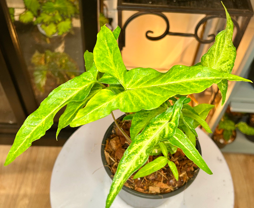 Syngonium Trileaf Wonder 💭 | Winegarden’s Plants