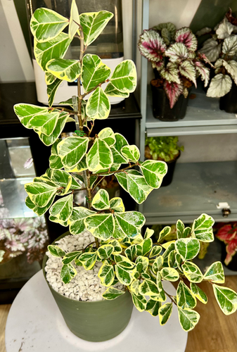 Ficus Triangularis ⚠️ | Winegarden’s Plants