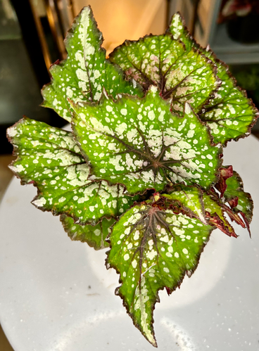 Begonia Forest Stream 🏞️ | Winegarden’s Plants