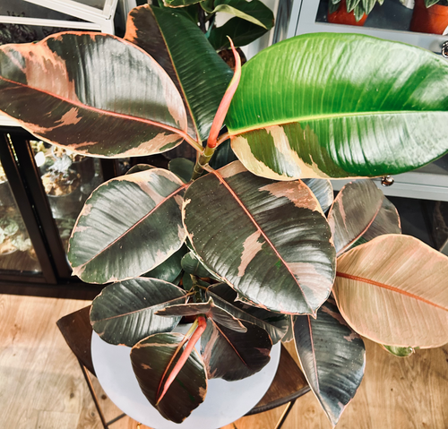 Ficus Ruby Rubber 💃 | Winegarden’s Plants