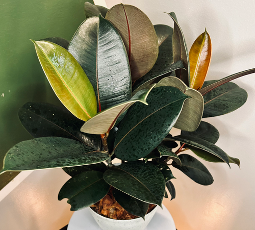 Ficus Burgundy 🦆 | Winegarden’s Plants