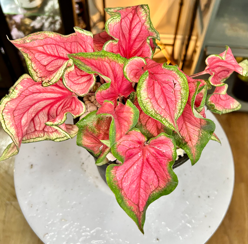 Caladium Fairy Tale Princess 👸 | Winegarden’s Plants