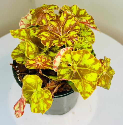 Begonia Tiger Kitten 🐯 | Winegarden’s Plants