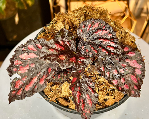 Begonia Rex Etna 💃 | Winegarden’s Plants