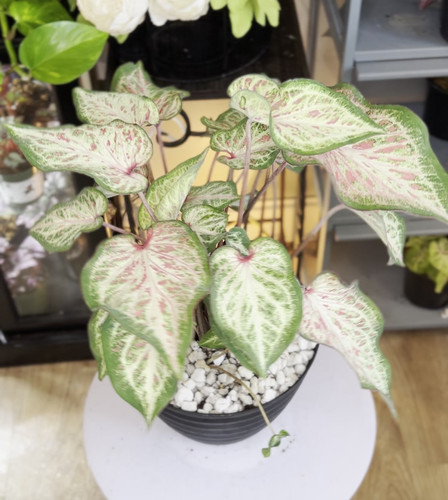 Caladium Candyland 🍭 | Winegarden’s Plants