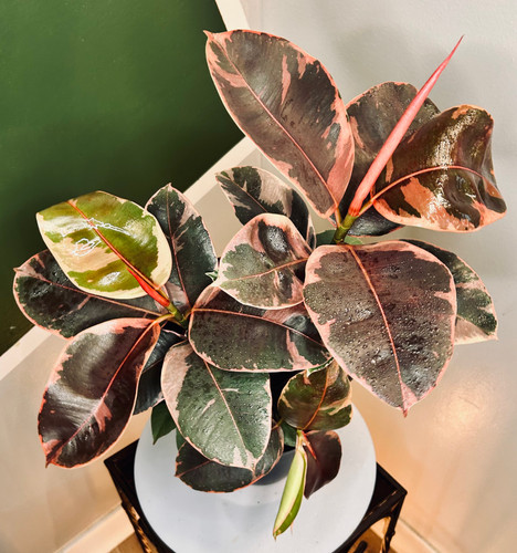 Ficus Ruby Rubber 💃 | Winegarden’s Plants