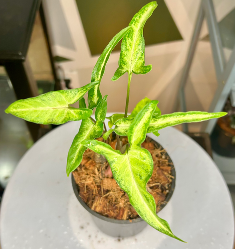 Syngonium Trileaf Wonder 💭 | Winegarden’s Plants