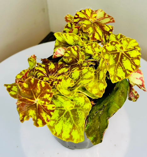 Begonia Tiger Kitten 🐯 | Winegarden’s Plants