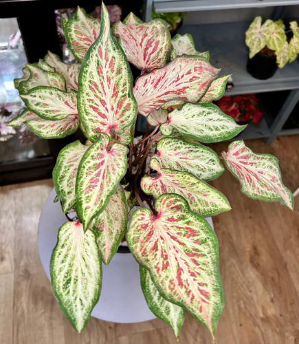 Caladium Candyland 🍭 | Winegarden’s Plants