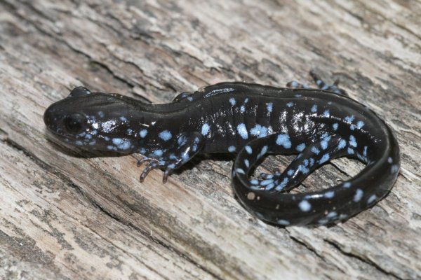 Blue Spotted Salamander