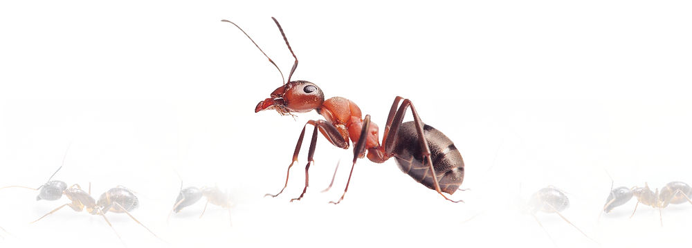 Spiritual Meaning of Ants