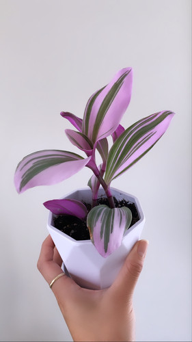 Tradescantia Nanouk | Rerouted Roots