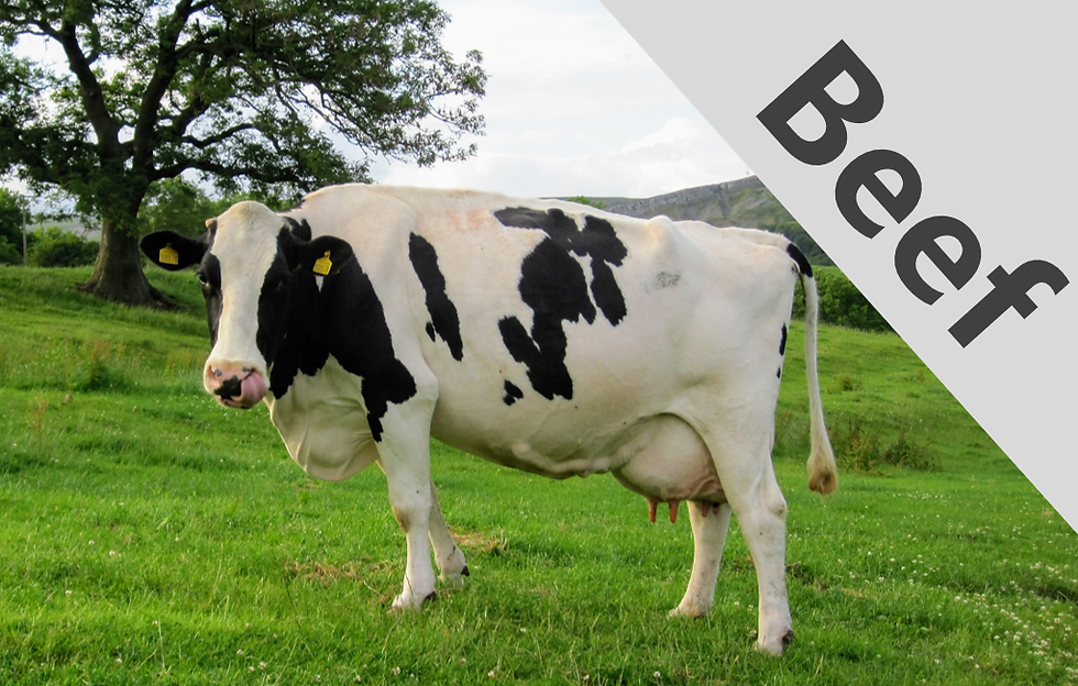 Yes!Halal | Online Halal Mart in Korea - Home Page